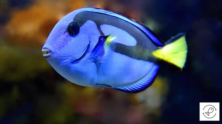 Foods that Blue Tangs Eat [In Aquariums and In the Wild]