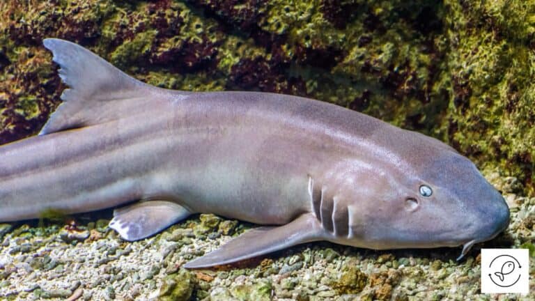 Brownbanded Bamboo Shark 101 (And Some Interesting Facts)