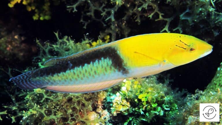 Wrasse Care and 101 + Interesting Facts About Wrasses