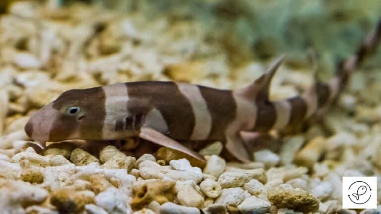 Brownbanded Bamboo Shark 101 (And Some Interesting Facts)