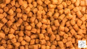 5 Types of Foods Six Line Wrasses Eat in The Wild and Aquariums