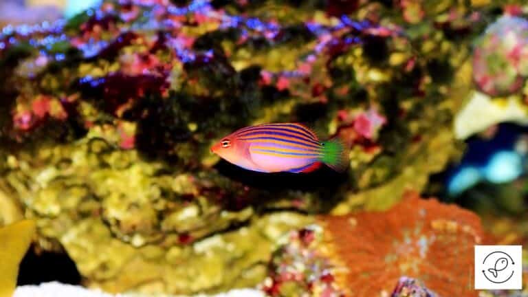 3 Obvious Reasons Why Six Line Wrasses Are Reef-Safe