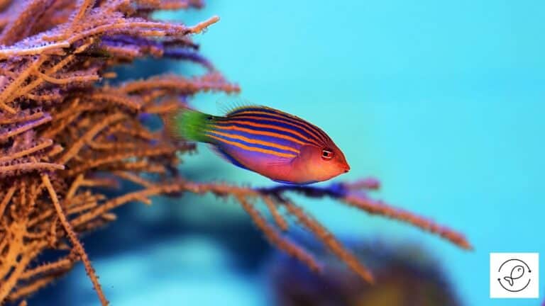 Reasons Six Line Wrasses Are Aggressive: How To Curb Aggression