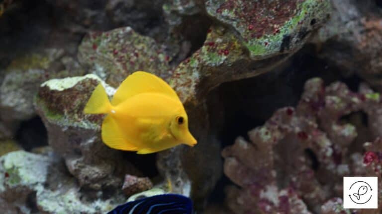 5 Tangs that You Can Keep Together (Steps to Keep Multiple Tangs)