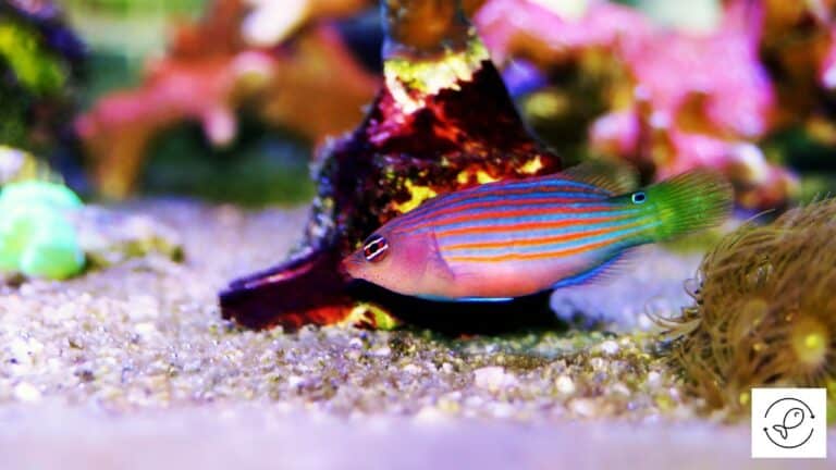 38 Popular Fish Species with Scales and Fins