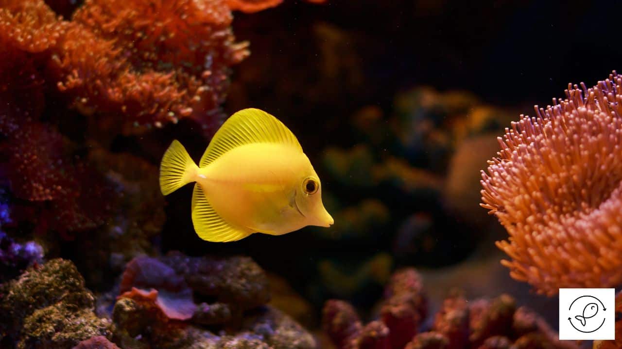 5 Tangs that You Can Keep Together (Steps to Keep Multiple Tangs)