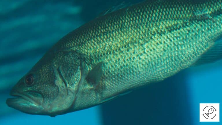 10 Fish that Readily Eat Mosquito Larvae (With Photos)