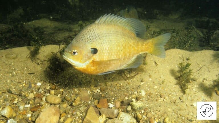 10 Fish that Readily Eat Mosquito Larvae (With Photos)