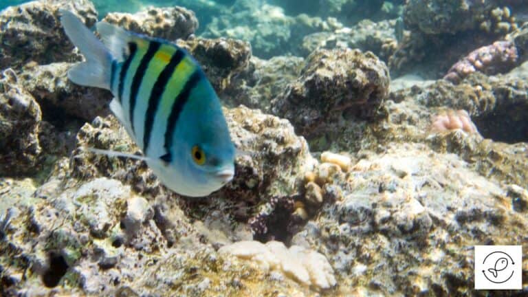 9 Herbivorous Fish that You Might Have Never Seen