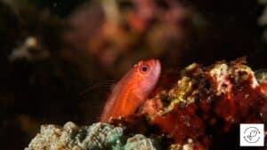 7 Unique Saltwater Fish Species that Burrow in Sand (With Images)