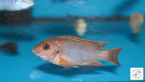 9 Herbivorous Fish that You Might Have Never Seen