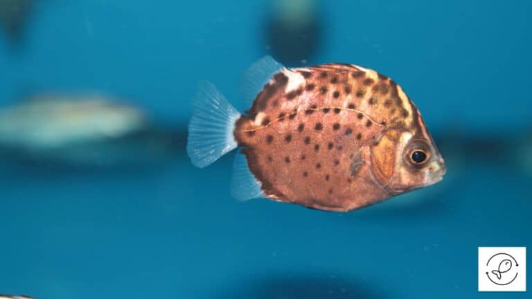 38 Popular Fish Species with Scales and Fins