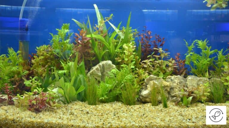 7 Ways to Get Rid of The Clear Jelly-Like Substance in Your Fish Tank