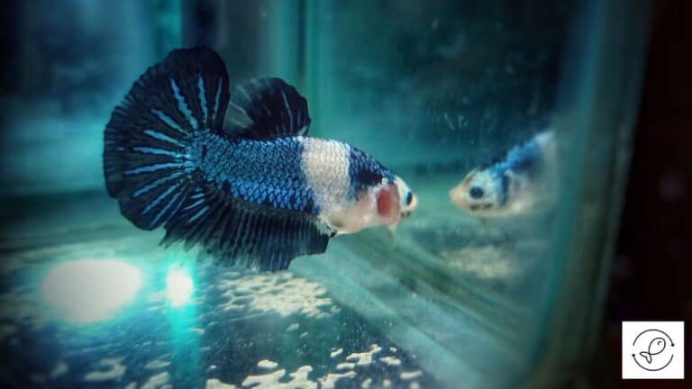 10 Reasons Why Bettas Sleep a Lot (Ways to Keep Them Active)