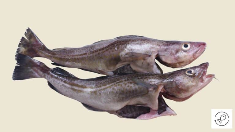 38 Popular Fish Species with Scales and Fins