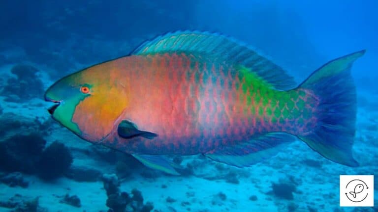 Well-Known Fish that Eat Poop – JalJeev