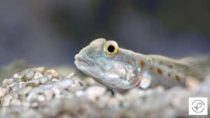 7 Unique Saltwater Fish Species that Burrow in Sand (With Images)