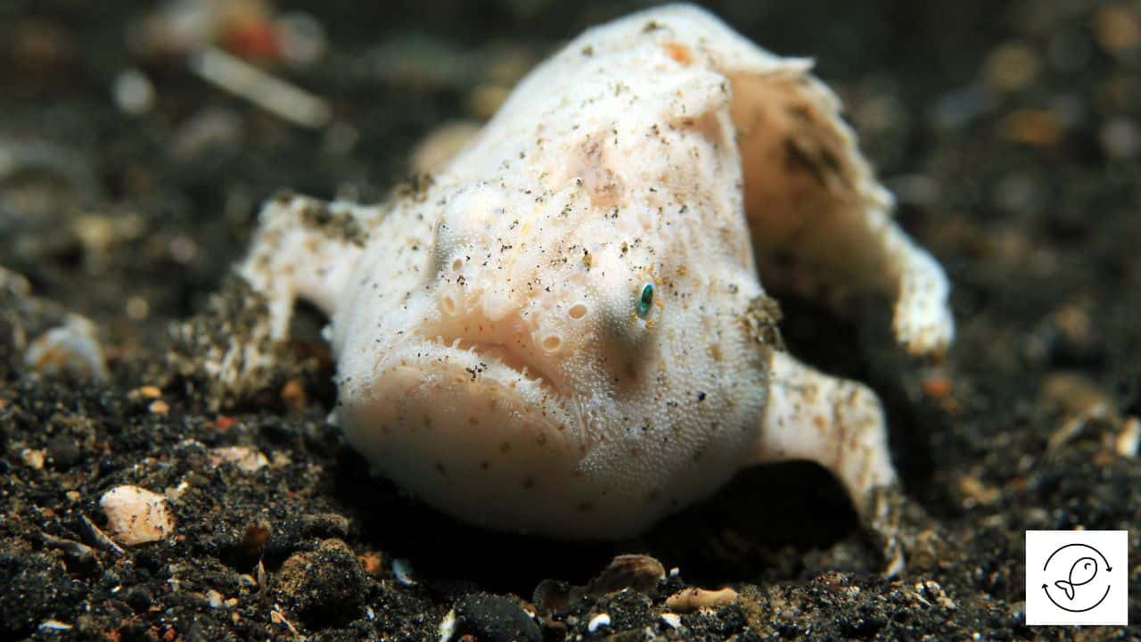 JalJeev - Everything about Aquariums