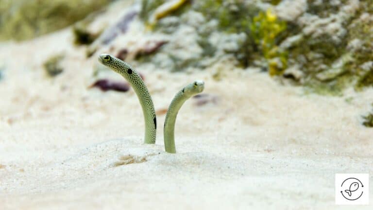 7 Unique Saltwater Fish Species that Burrow in Sand (With Images)