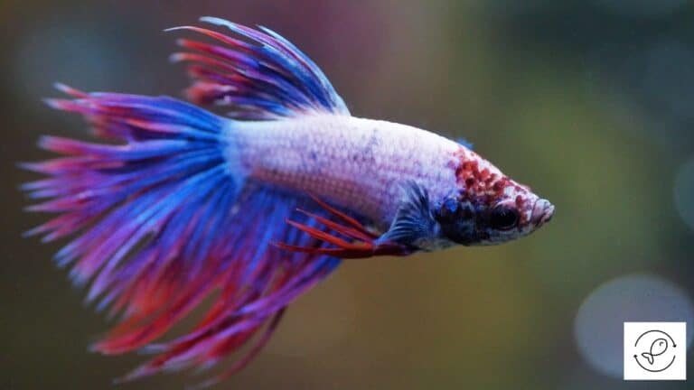 10 Reasons Why Bettas Sleep a Lot (9 Ways to Keep Them Active)