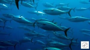 38 Popular Fish Species with Scales and Fins