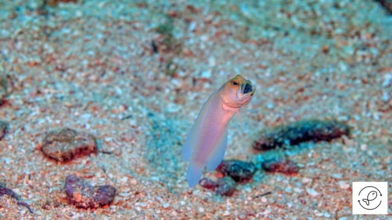 7 Unique Saltwater Fish Species that Burrow in Sand (With Images)