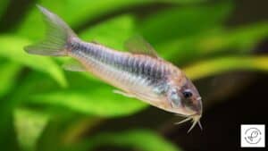 10 Unique Fish that Are Green in Color (With Images)