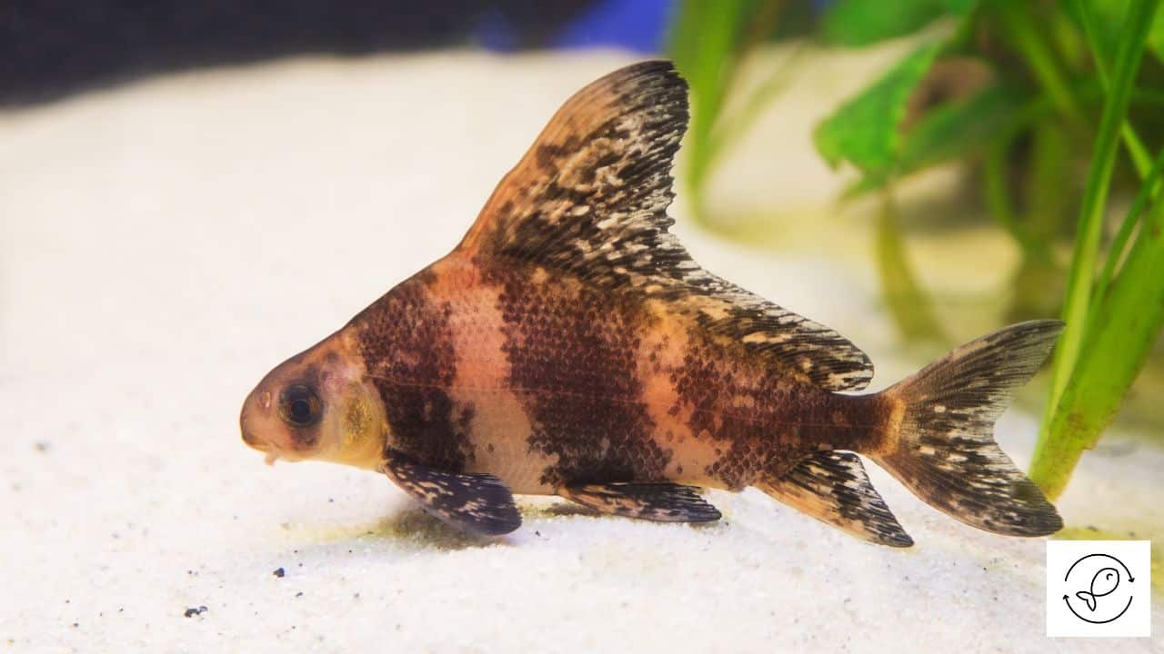 7 Reasons Why Your Fish Is Lying on Its Side (5 Ways to Prevent It)