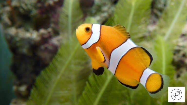 7 Reasons Why Your Fish Is Lying on Its Side (5 Ways to Prevent It)