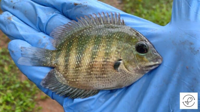 10 Unique Fish that Are Green in Color (With Images)