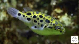 10 Unique Fish that Are Green in Color (With Images)