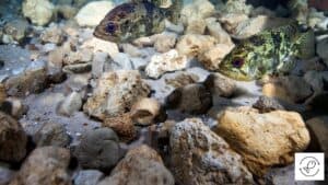 10 Unique Fish that Are Green in Color (With Images)