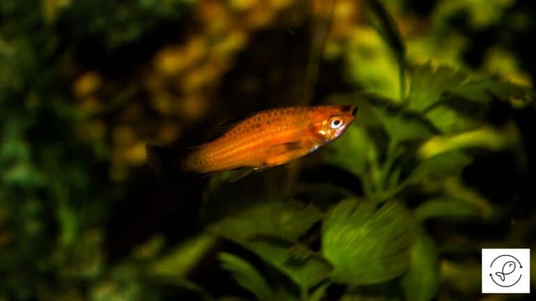 Platies 101: Care, Tank Setup, Breeding, Etc.