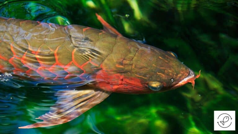 Arapaima vs. Arowana (Similarities and Differences)