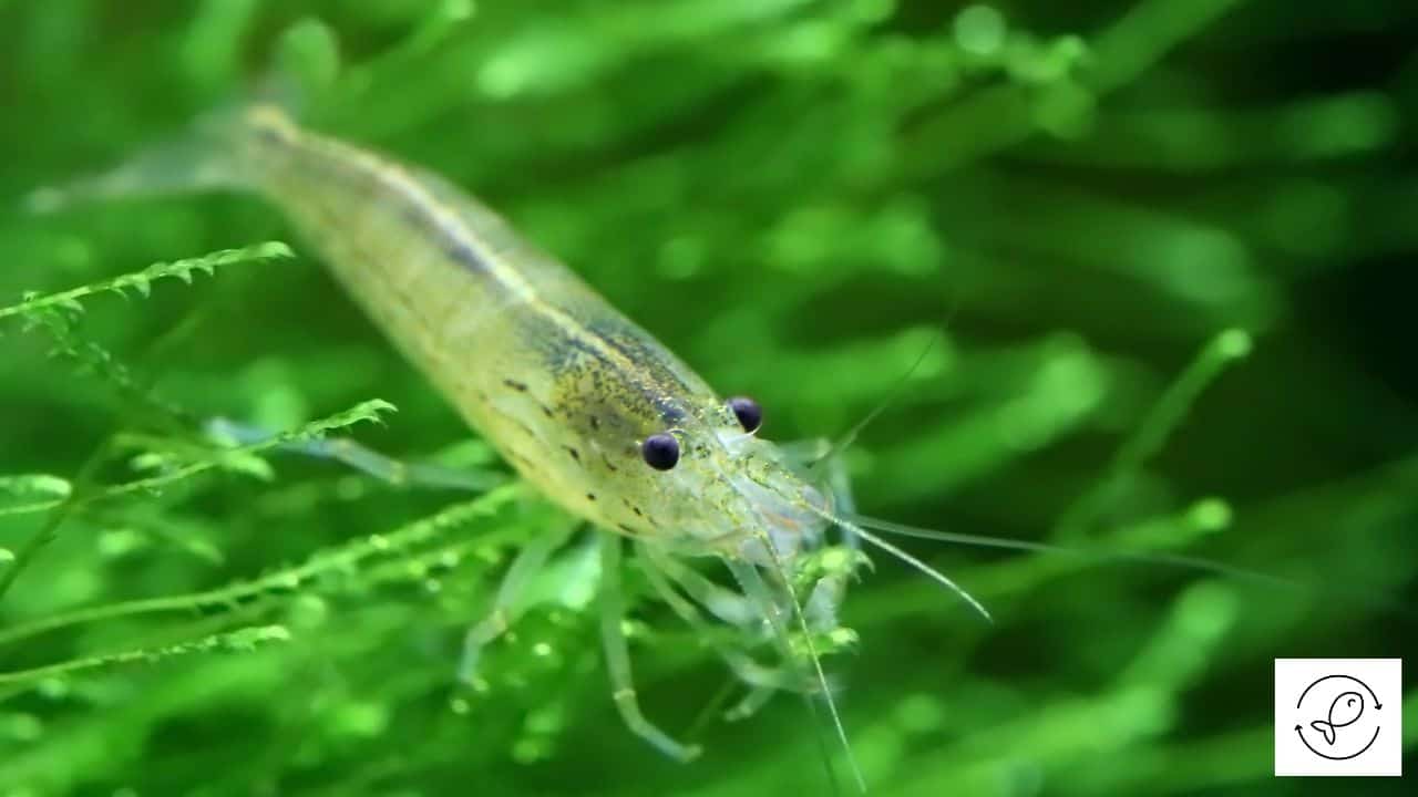 Berried Shrimp (identification, Pregnancy Stages, Care, Etc.)