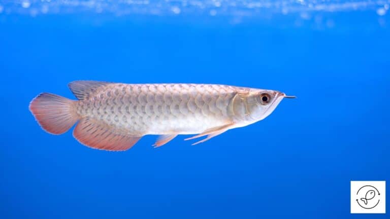 Arowana Size: How Big They Grow and How To Enhance Size?