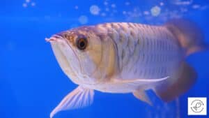 13 Types of Arowanas: Exploring the Various Arowana Species