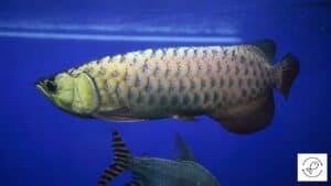 13 Types of Arowanas: Exploring the Various Arowana Species