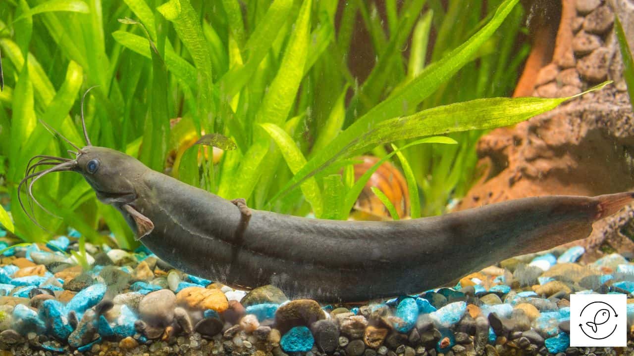 Asian Stinging Catfish