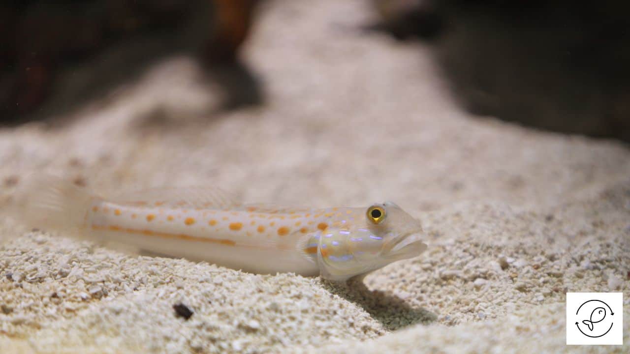 Diamond Watchman Goby