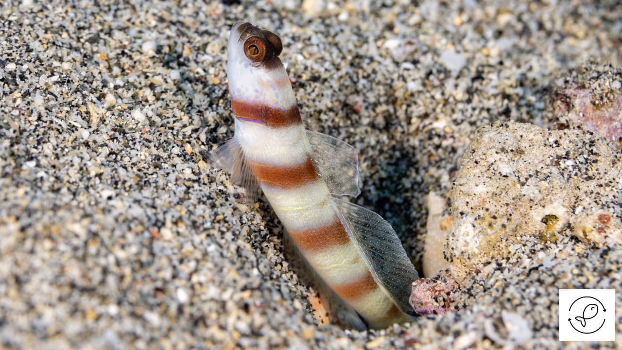 JalJeev - Everything about Aquariums