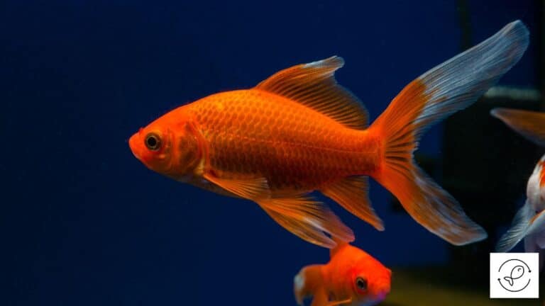 Comet Goldfish Care - A Definitive Guide