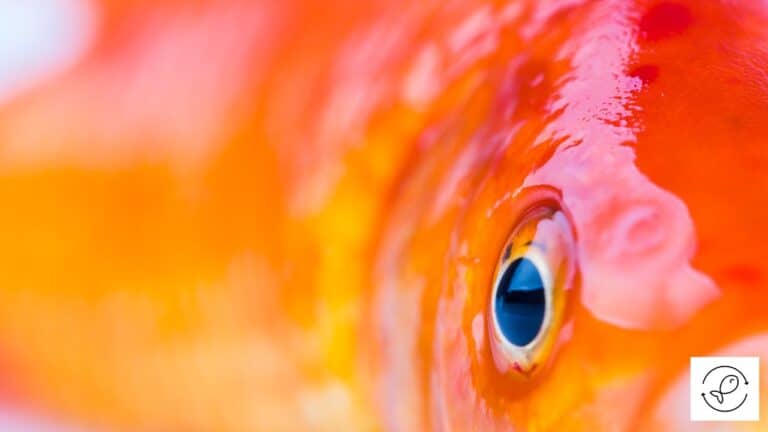 Fish Popeye - Causes and Treatment Explained