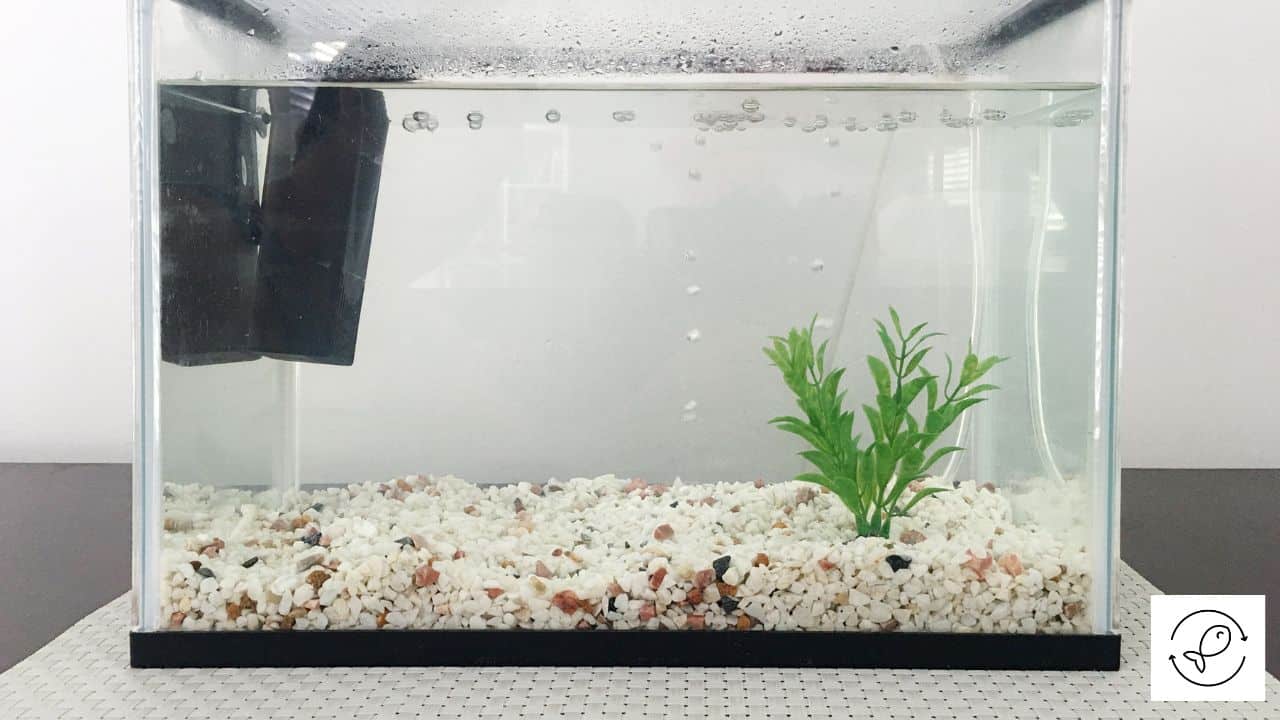 Fishless Cycling - All You Need To Know