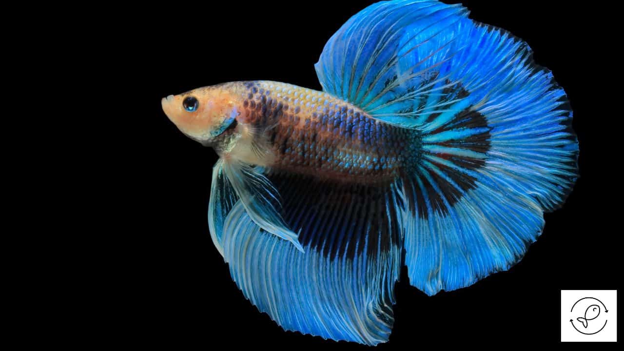 Betta Fish Breeds (19 Different Varieties To Choose From)