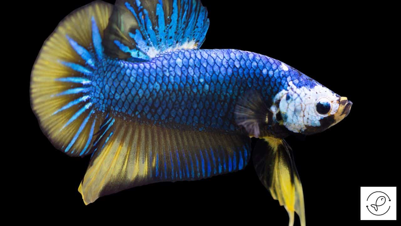 Betta Fish Breeds (19 Different Varieties To Choose From)