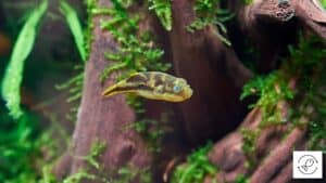 20 Best Pea Puffer Tank Mates (With Pictures)