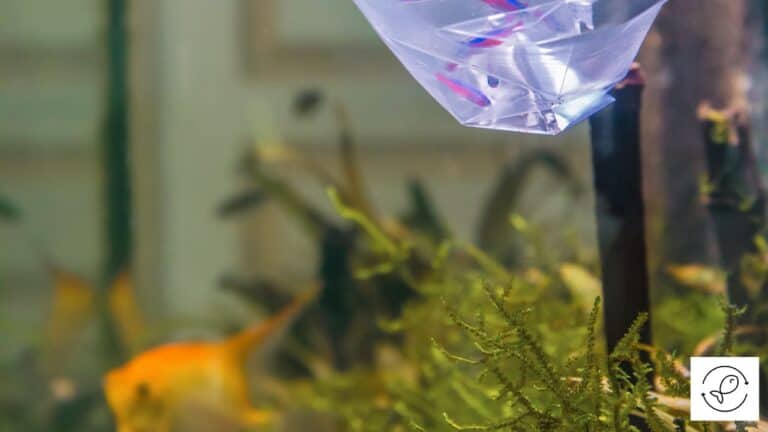 How to Acclimate Fish to New Tank? (The Complete Guide)
