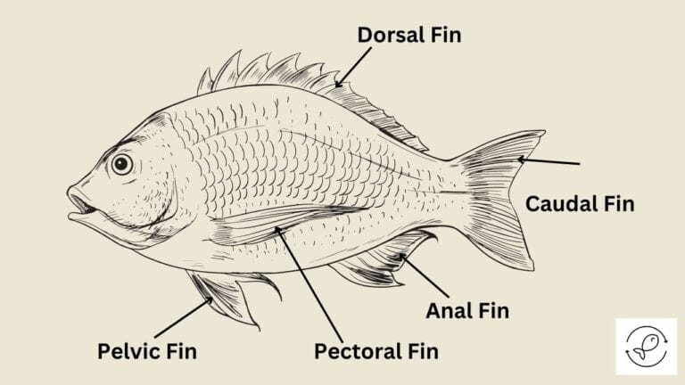Do You Know About These 6 Fish Fins and Their Functions?