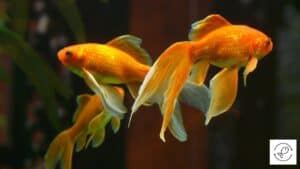 Do You Know About These 6 Fish Fins and Their Functions?